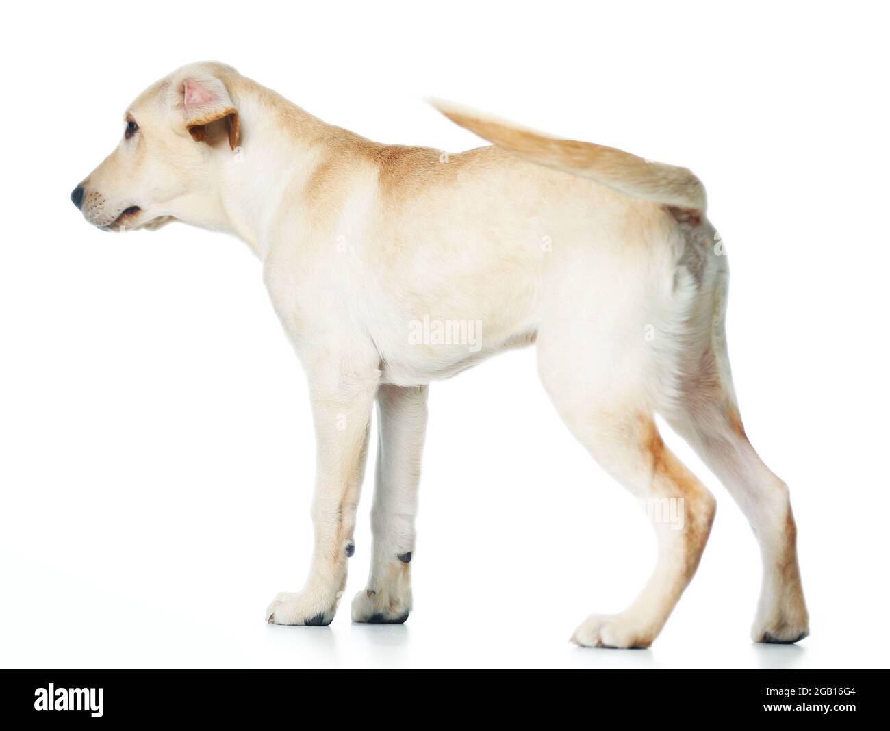 Beautiful Labrador retriever isolated on white background Stock Photo ...