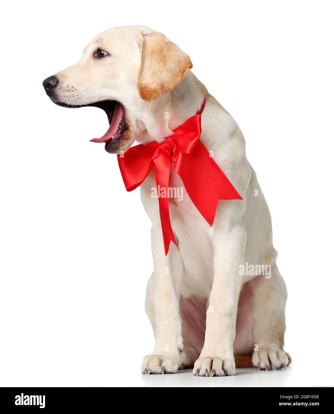 Beautiful Labrador retriever with red bow isolated on white background ...