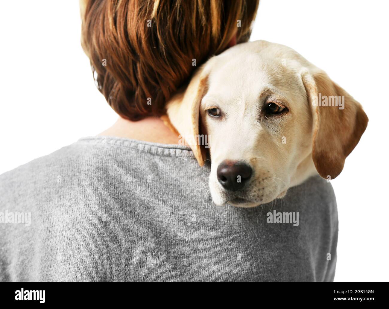 Boy holds Labrador retriever isolated on white background, backside ...
