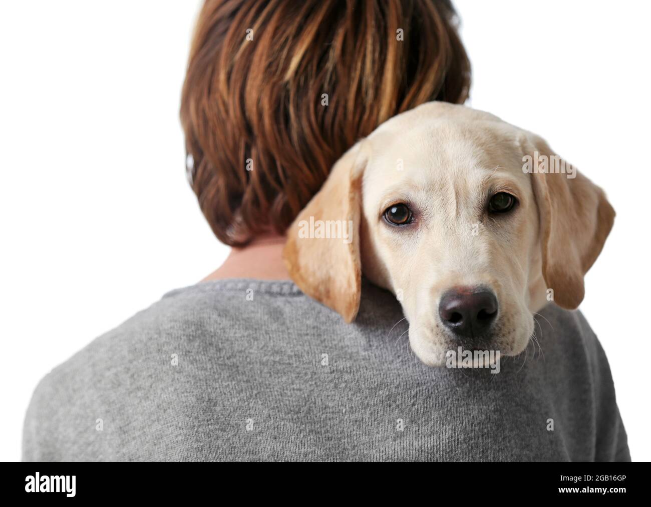 Boy holds Labrador retriever isolated on white background, backside ...