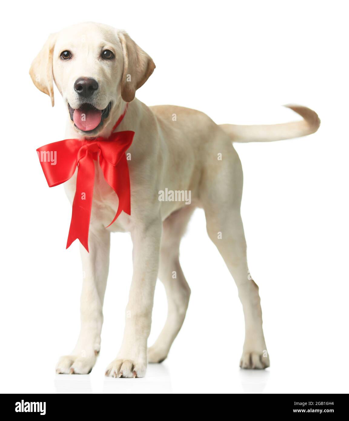Beautiful Labrador retriever with red bow isolated on white background ...