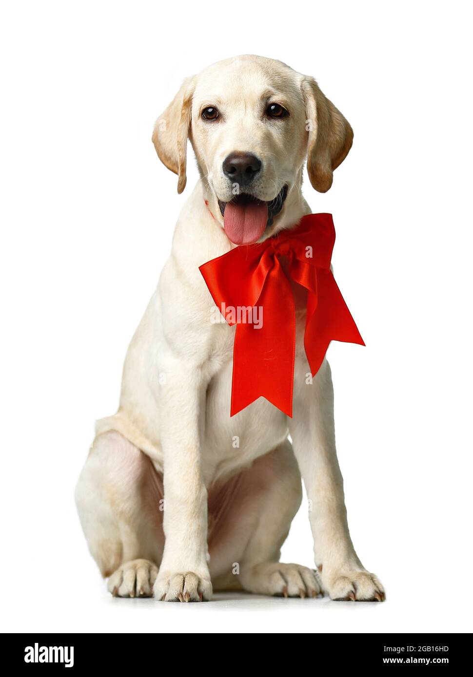 Beautiful Labrador retriever with red bow isolated on white background ...