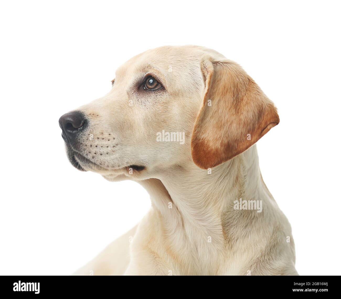 Beautiful Labrador retriever isolated on white background Stock Photo ...