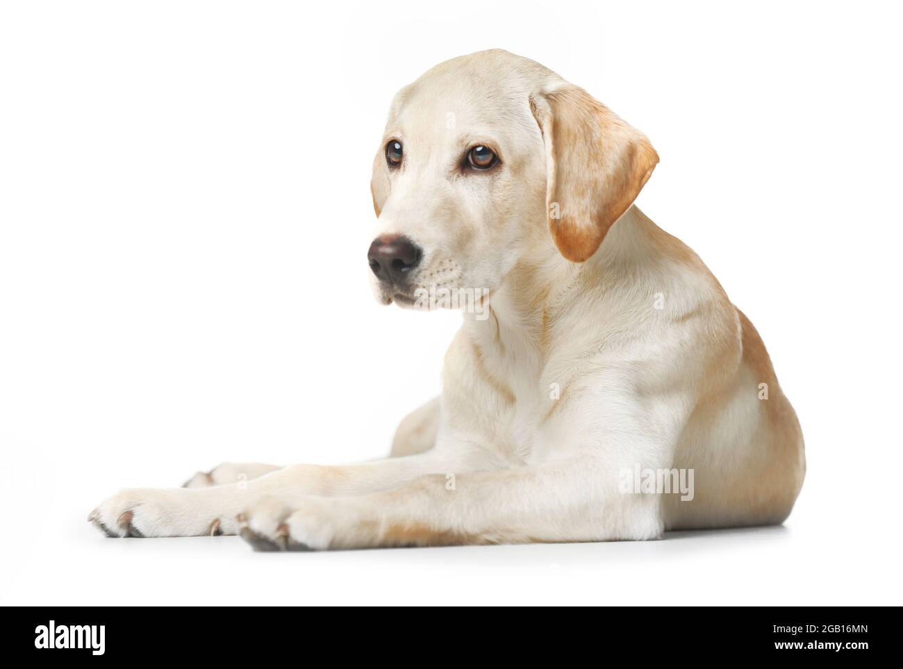 Beautiful Labrador retriever isolated on white background Stock Photo ...