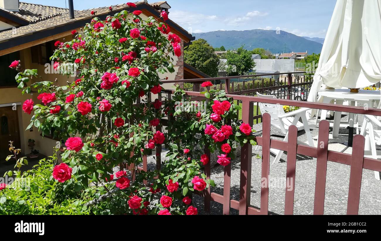 Blooming rose bush. Red rose garden. Detail nature in bloom Stock Photo ...