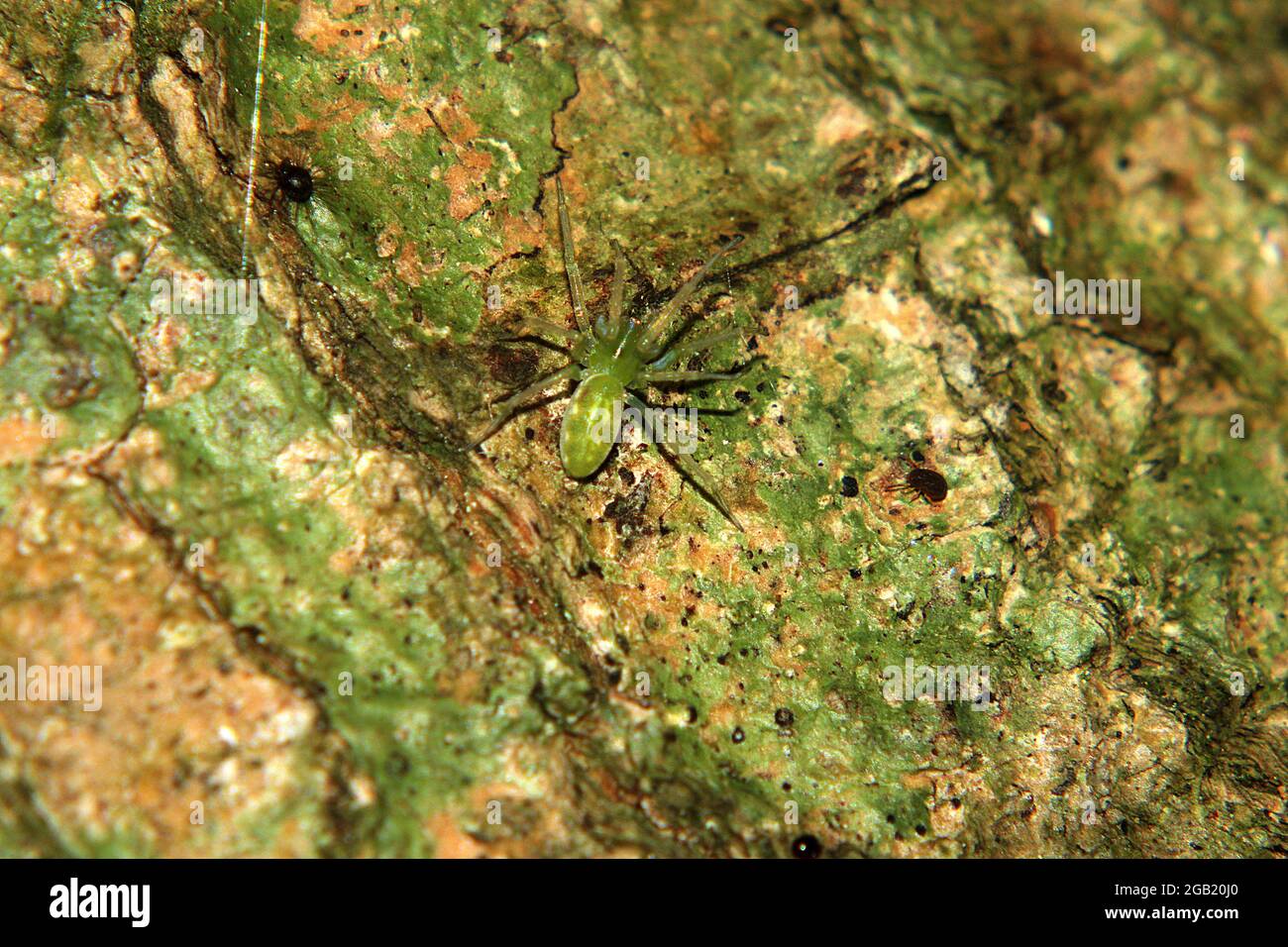 Meshweaver spider (Dictynidae Stock Photo - Alamy
