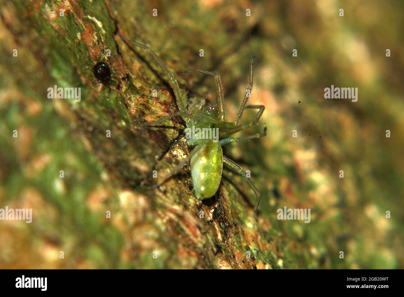 Meshweaver spider (Dictynidae Stock Photo - Alamy