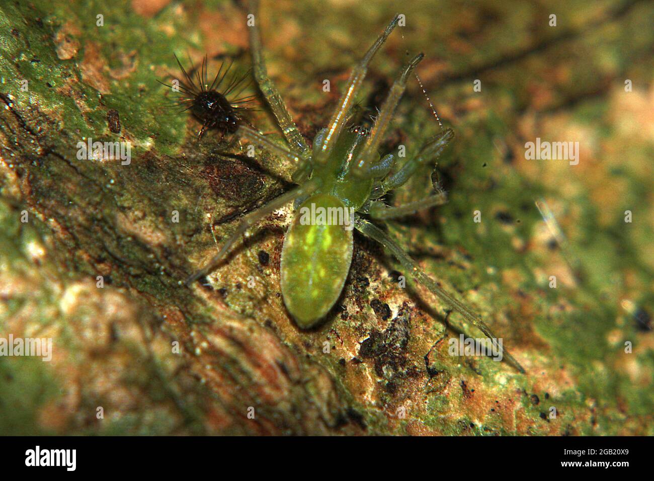Meshweaver spider (Dictynidae Stock Photo - Alamy