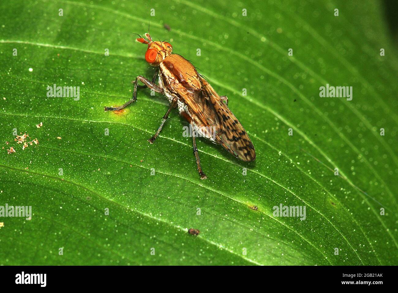 Snail killing marsh fly (Neolimnia sp Stock Photo - Alamy