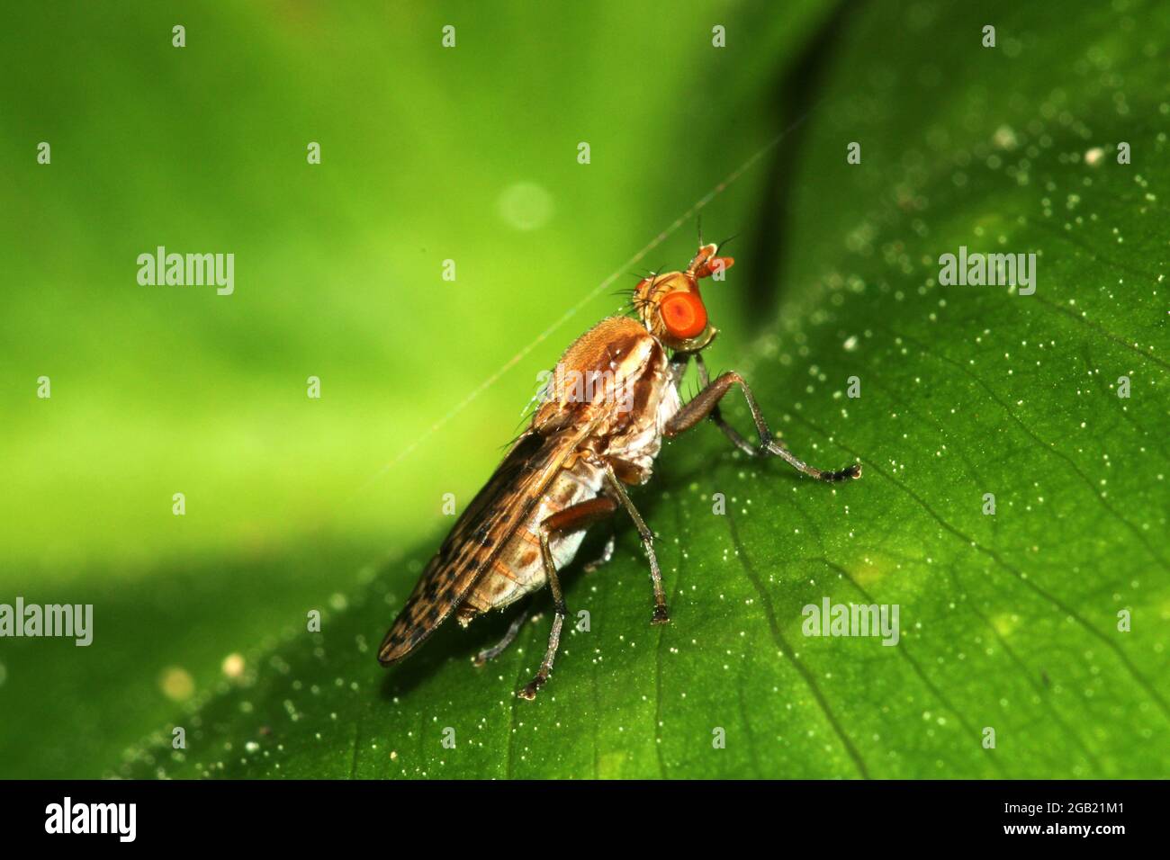 Snail killing marsh fly (Neolimnia sp Stock Photo - Alamy