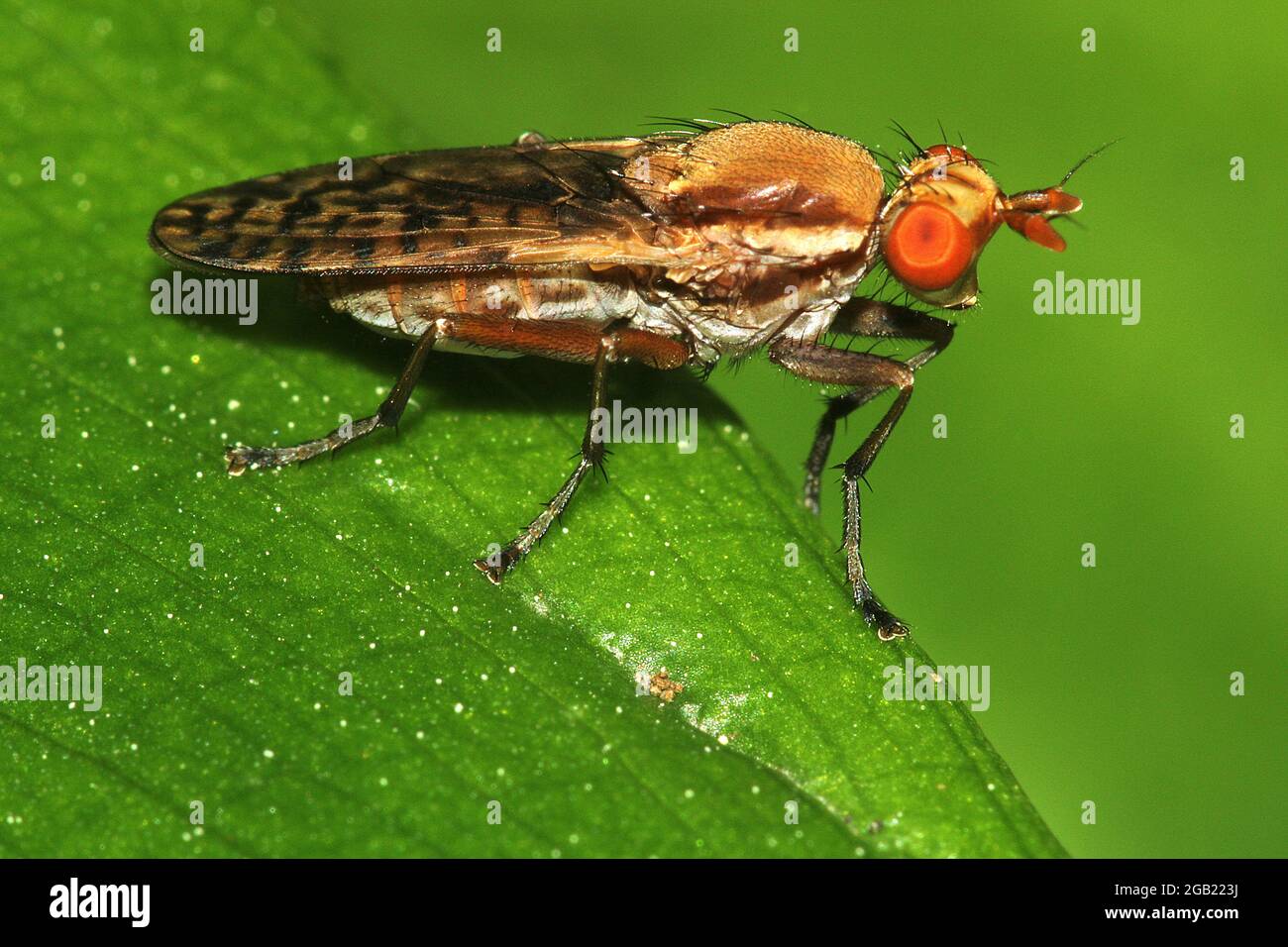 Snail killing marsh fly (Neolimnia sp Stock Photo - Alamy