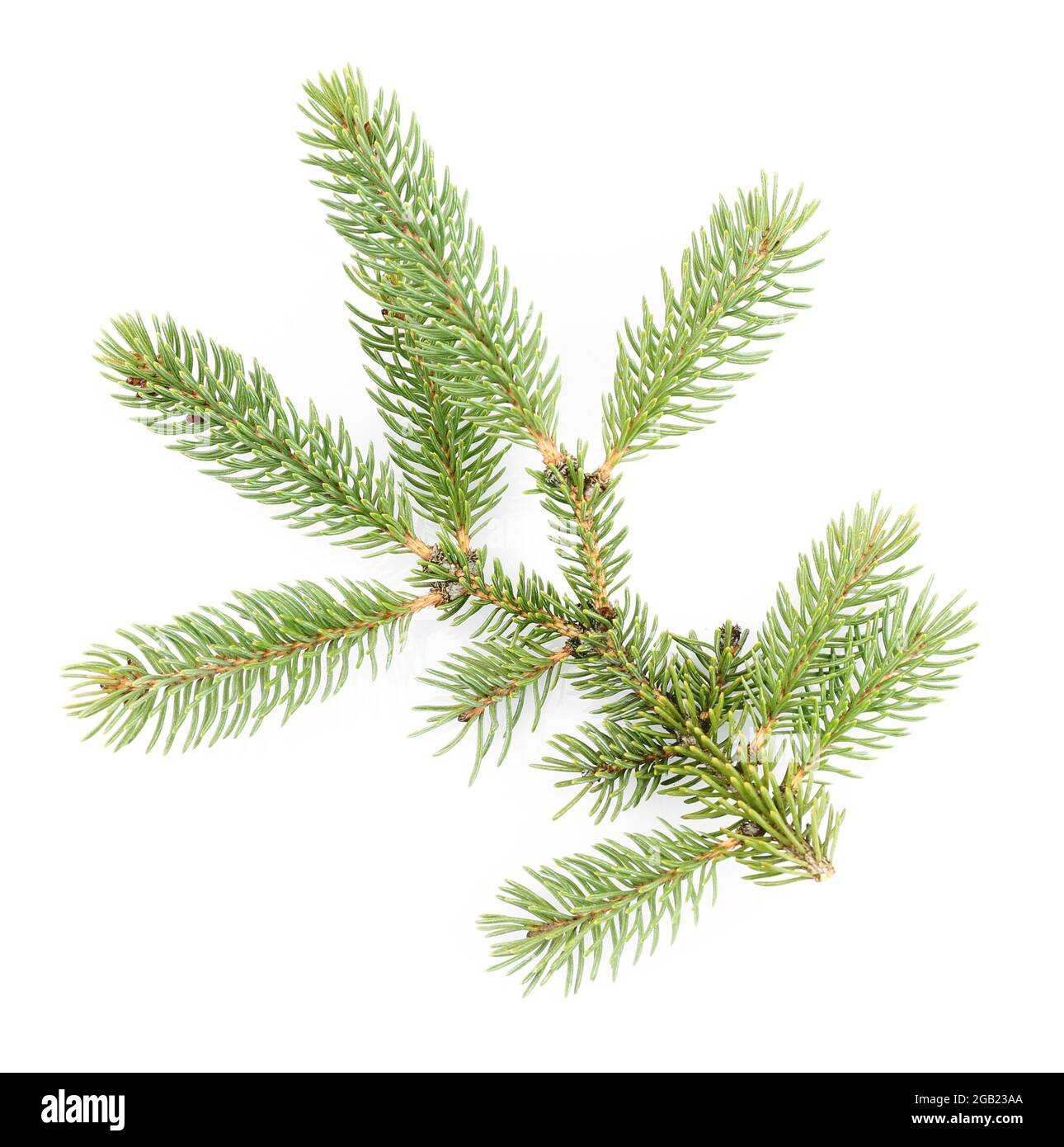 Fir tree twig isolated on white Stock Photo - Alamy