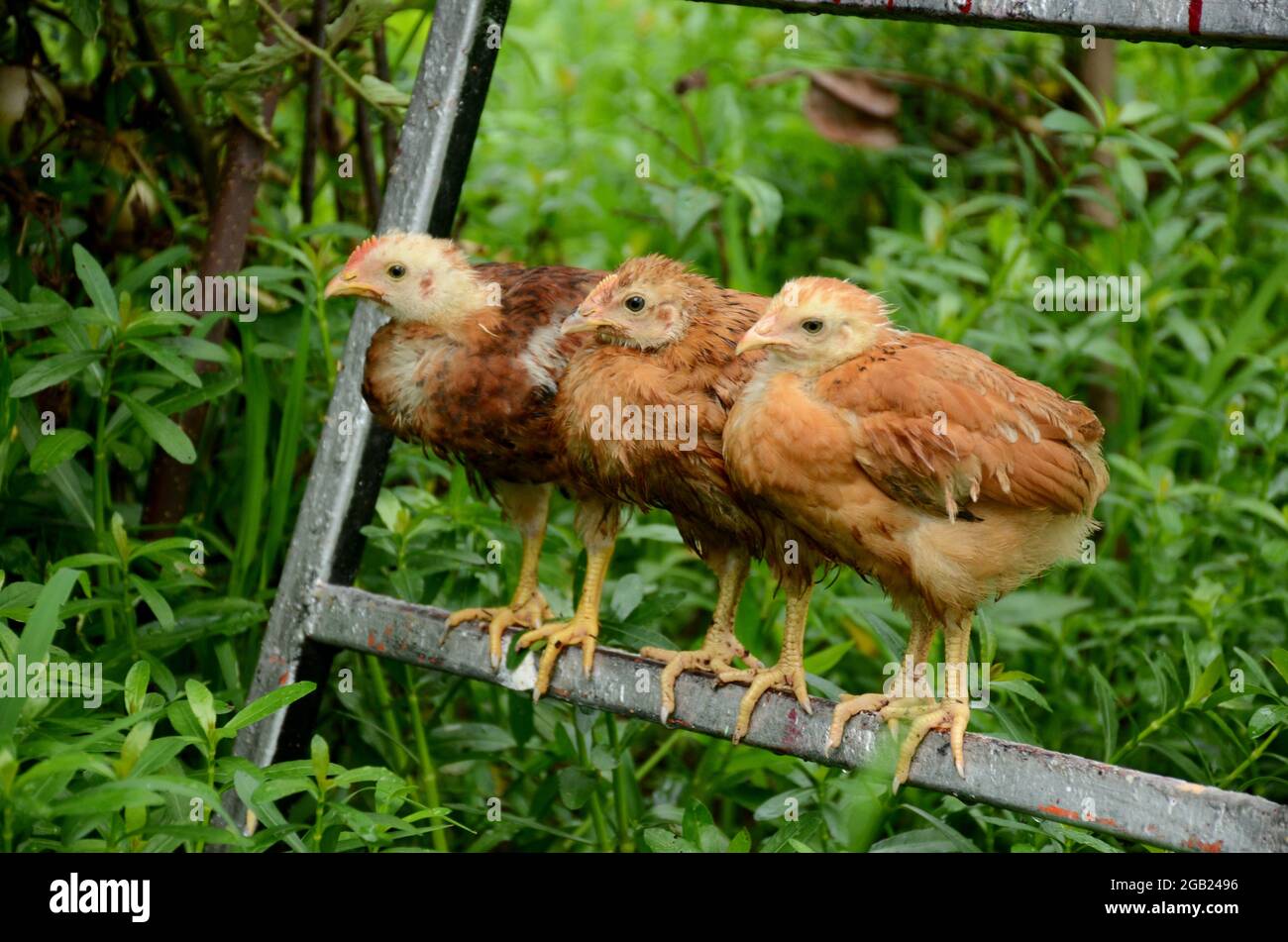 closeup the bunch red brown hens child stand on the metal pipe over out ...