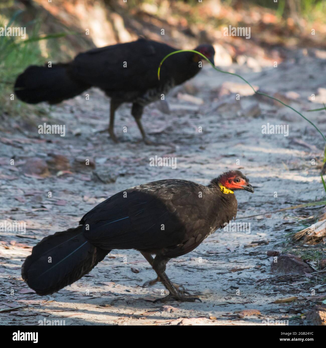 two bush turkeys on a path in the forest Stock Photo - Alamy