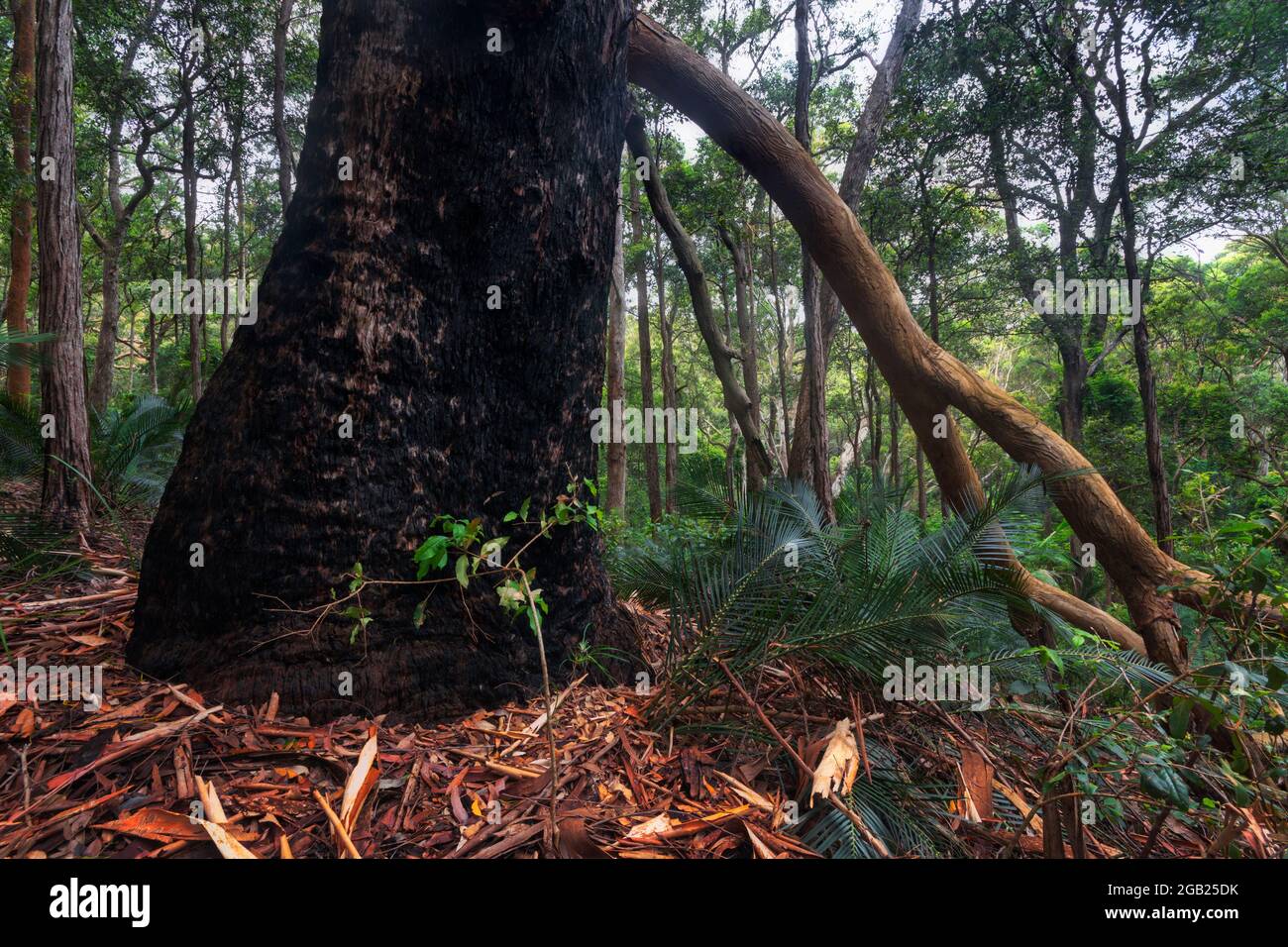 tree trunk and branch in the forest Stock Photo - Alamy