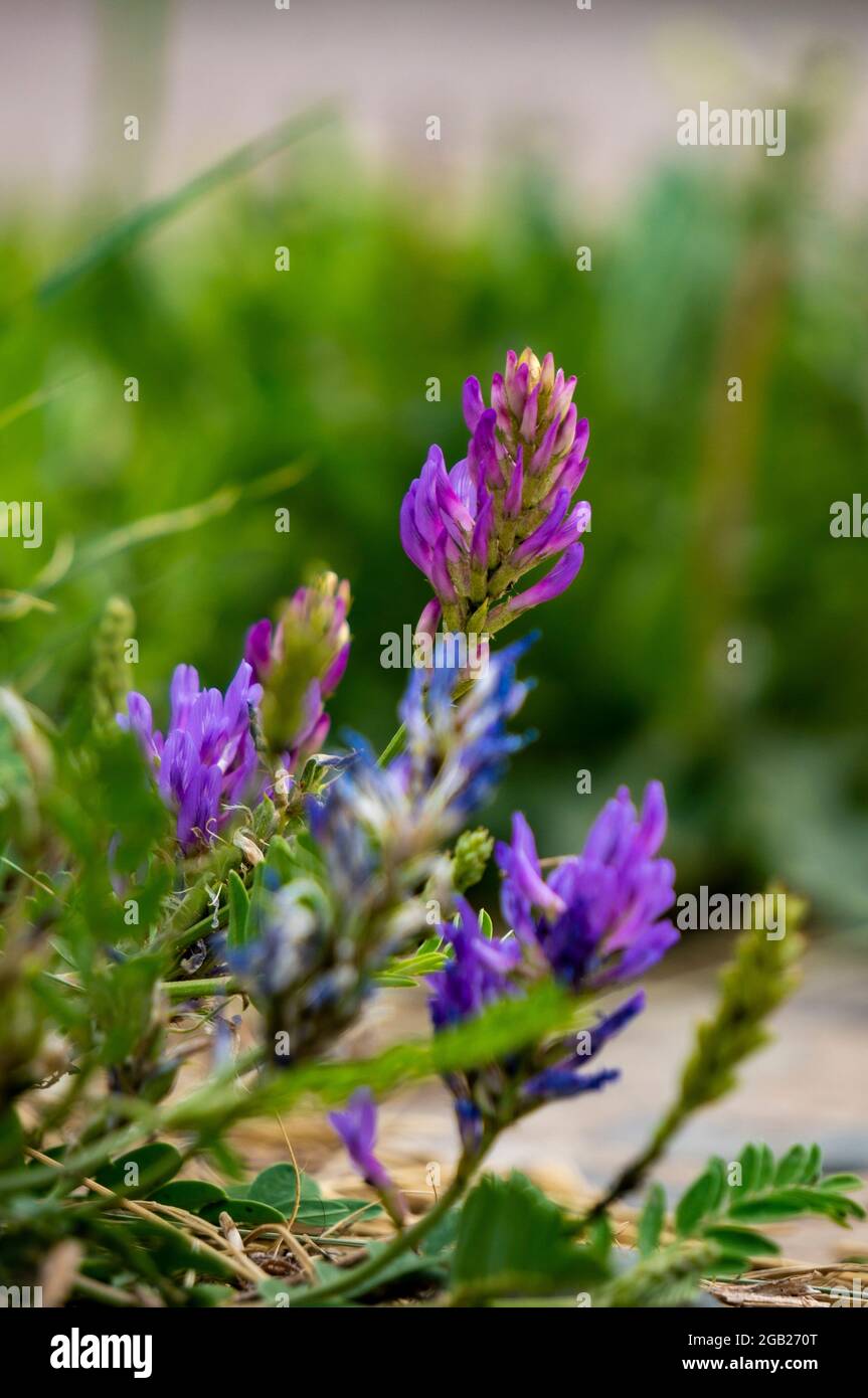 Nice meadow with flowers in Mongolia Stock Photo - Alamy