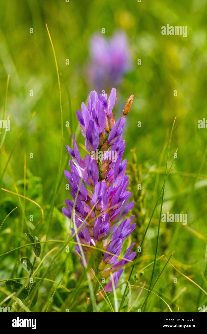 Nice meadow with flowers in Mongolia Stock Photo - Alamy