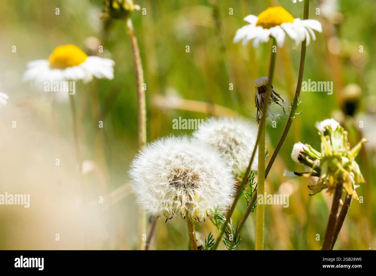 Nice meadow with flowers in Mongolia Stock Photo - Alamy