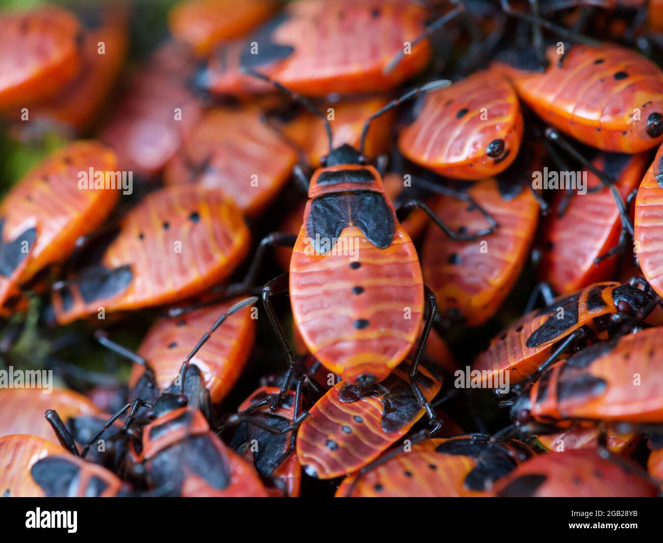 Bad Belzig, Germany. 27th July, 2021. A colony of common fire bugs sits ...