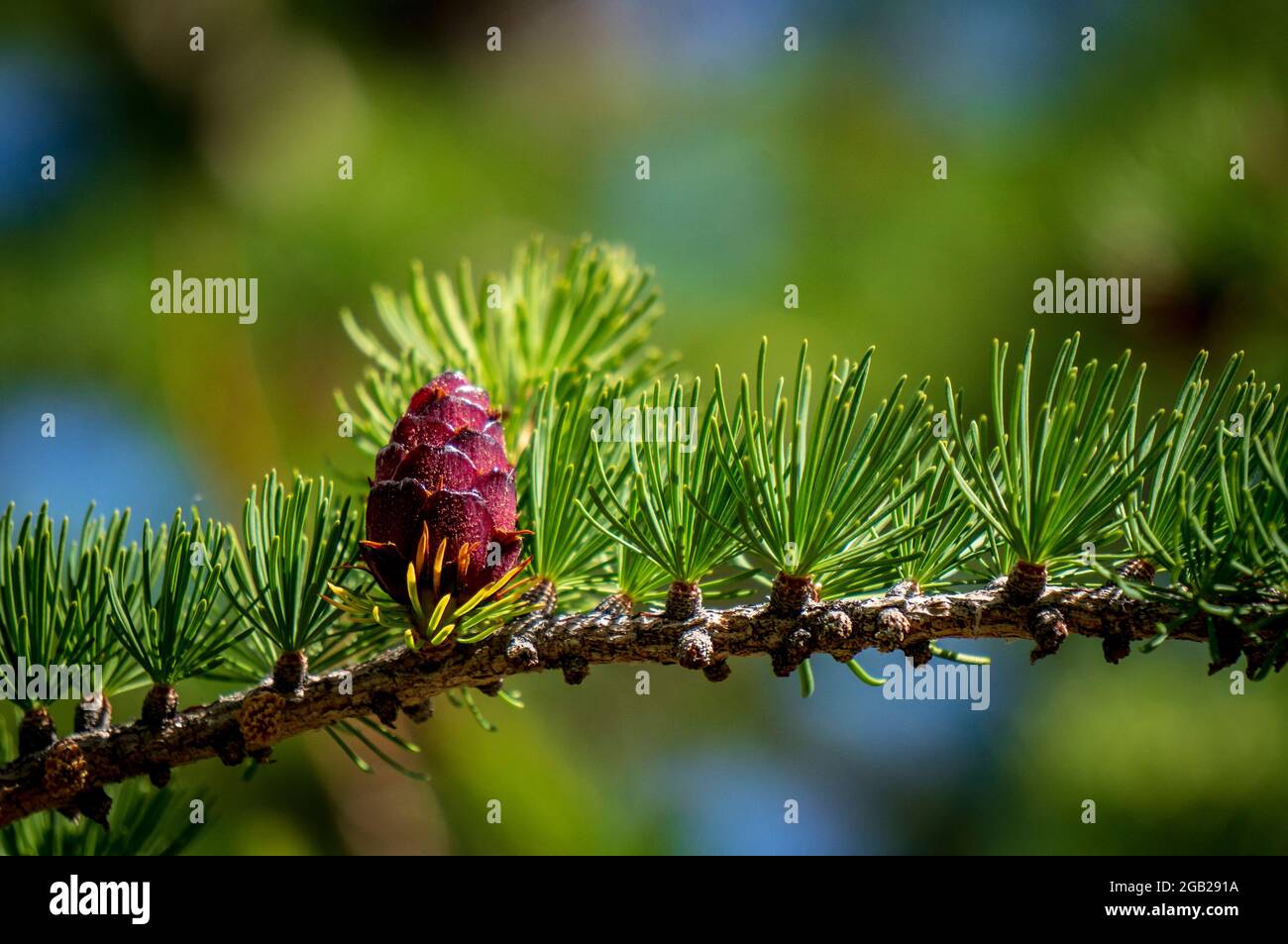 Nice meadow with flowers in Mongolia Stock Photo - Alamy