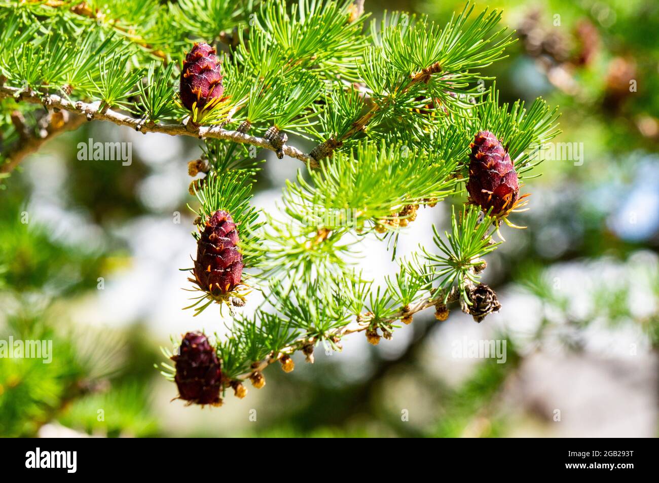 Nice meadow with flowers in Mongolia Stock Photo - Alamy