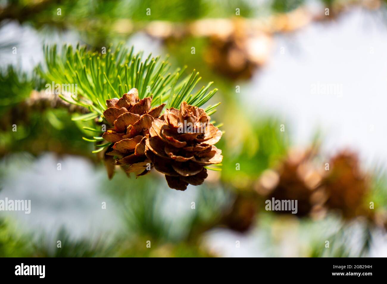 Nice meadow with flowers in Mongolia Stock Photo - Alamy