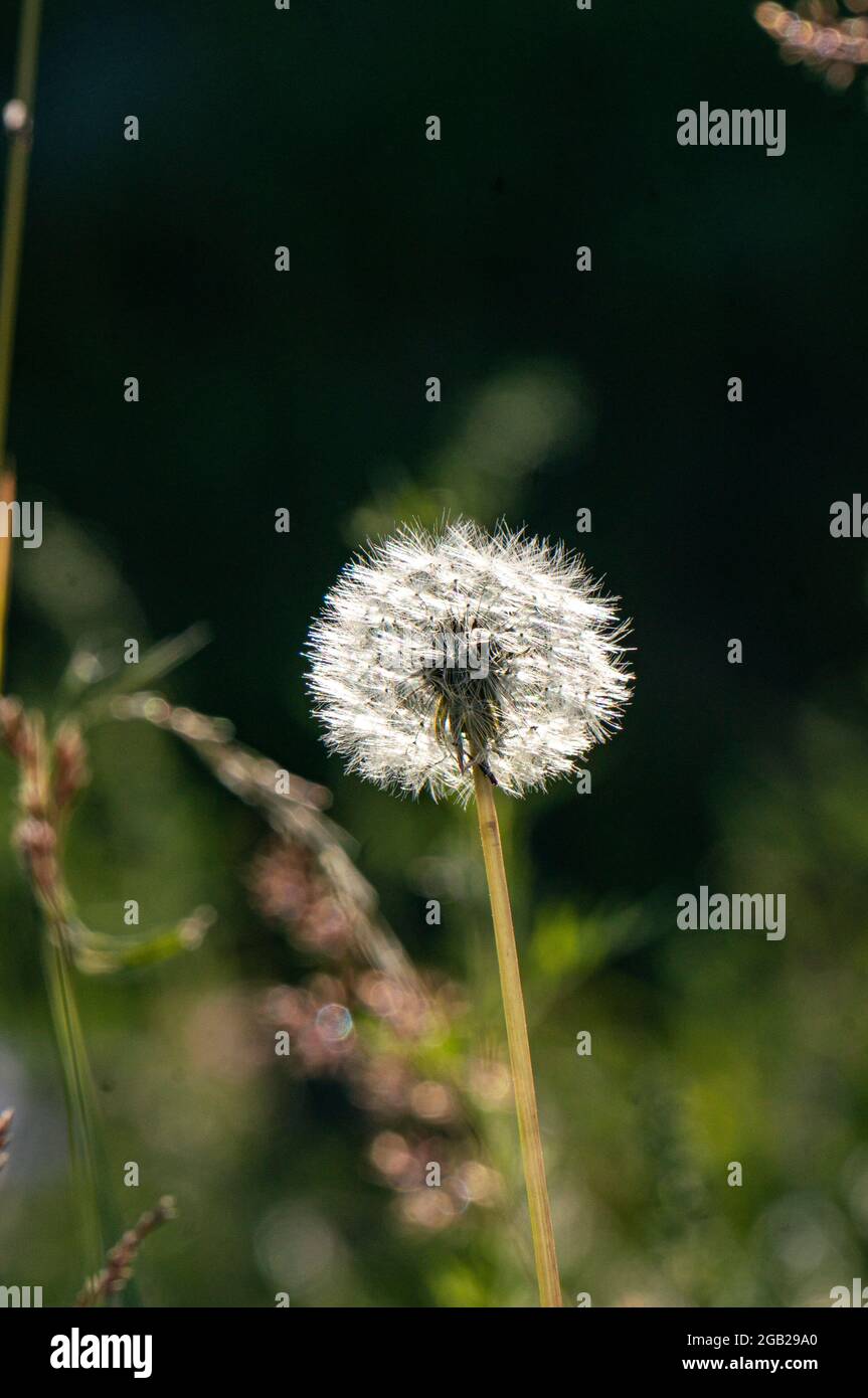 Nice meadow with flowers in Mongolia Stock Photo - Alamy