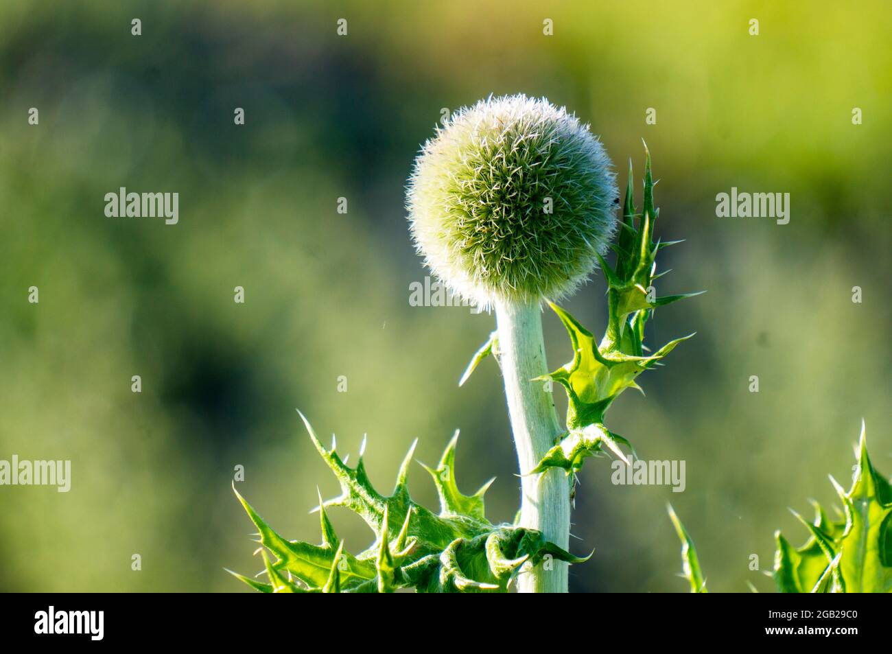 Nice meadow with flowers in Mongolia Stock Photo - Alamy