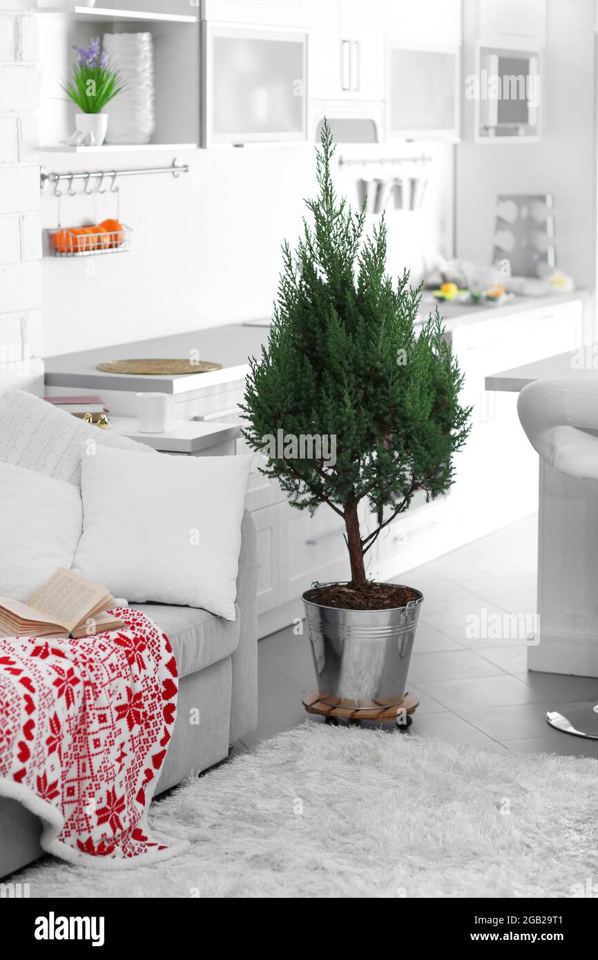 Living room interior with grey sofa and green tree Stock Photo - Alamy