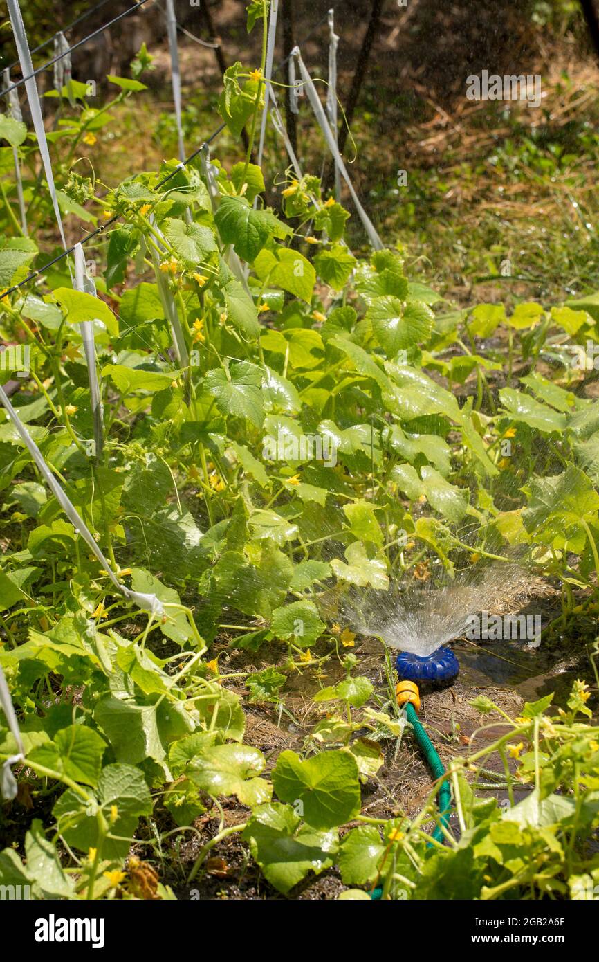 Watering the growing cucumbers with a universal garden sprinkler Stock ...