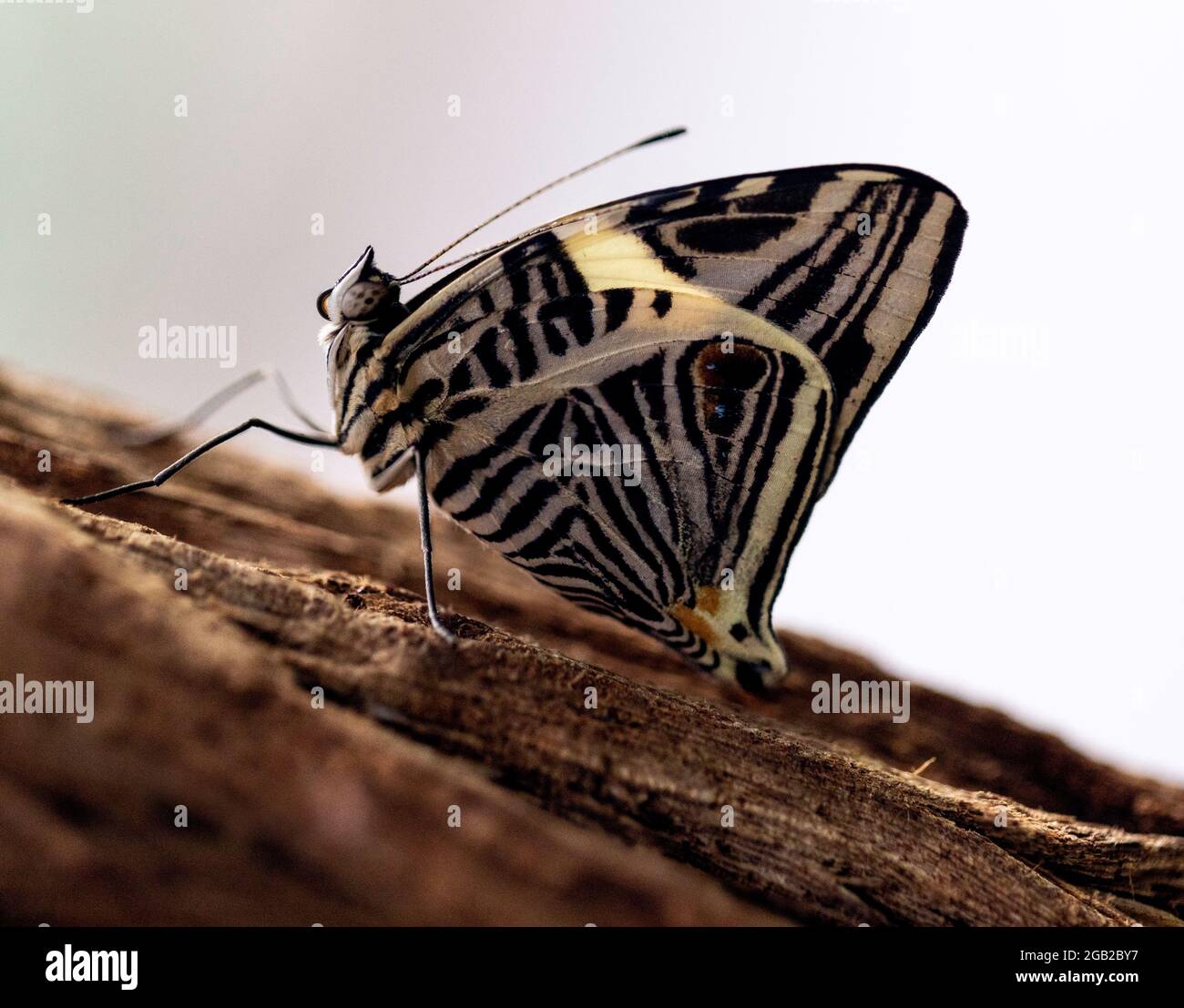 A Costa Rican Butterfly that has a light off white color and dark lines ...
