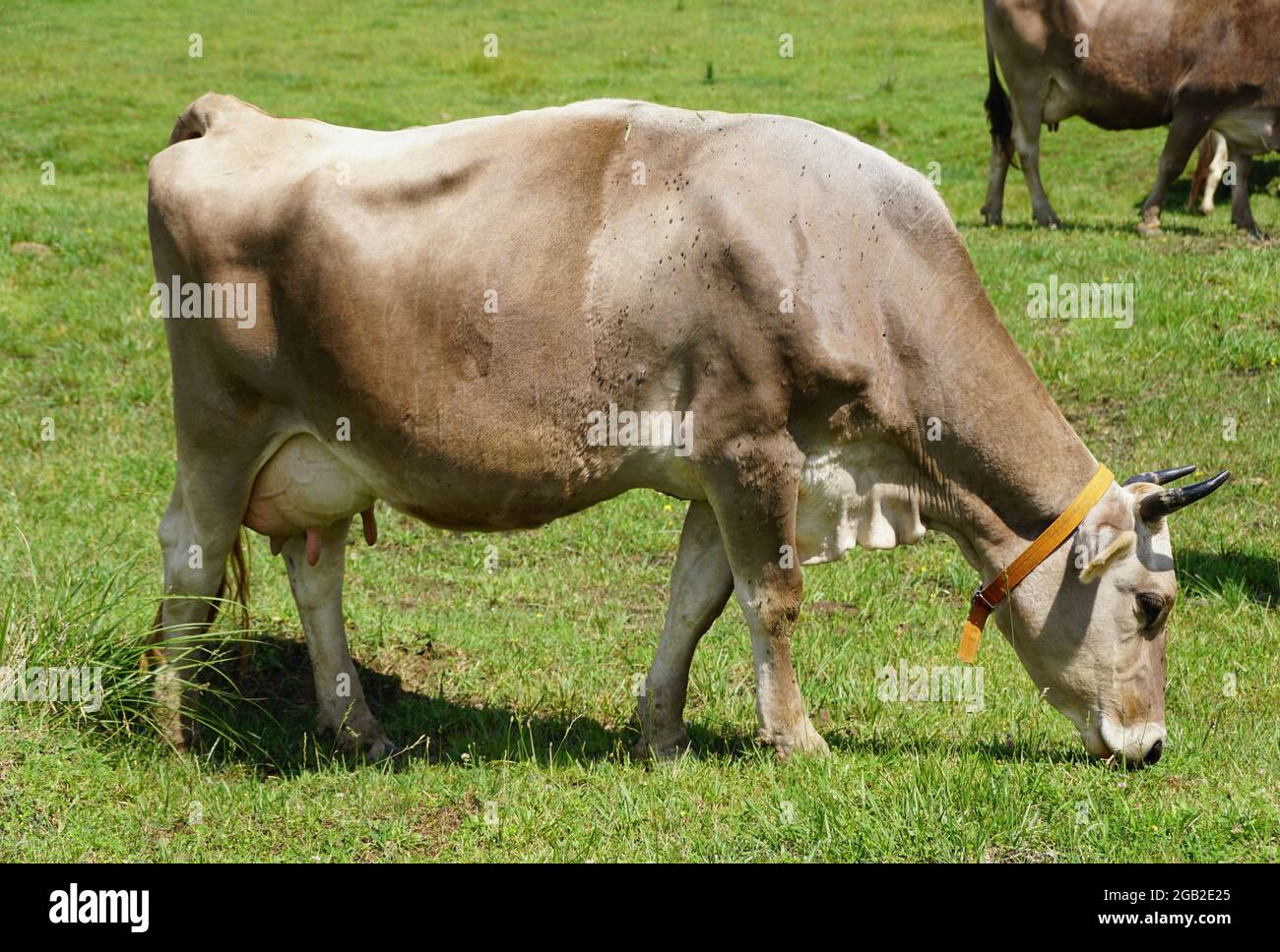 Brown cow eating grass hi-res stock photography and images - Alamy
