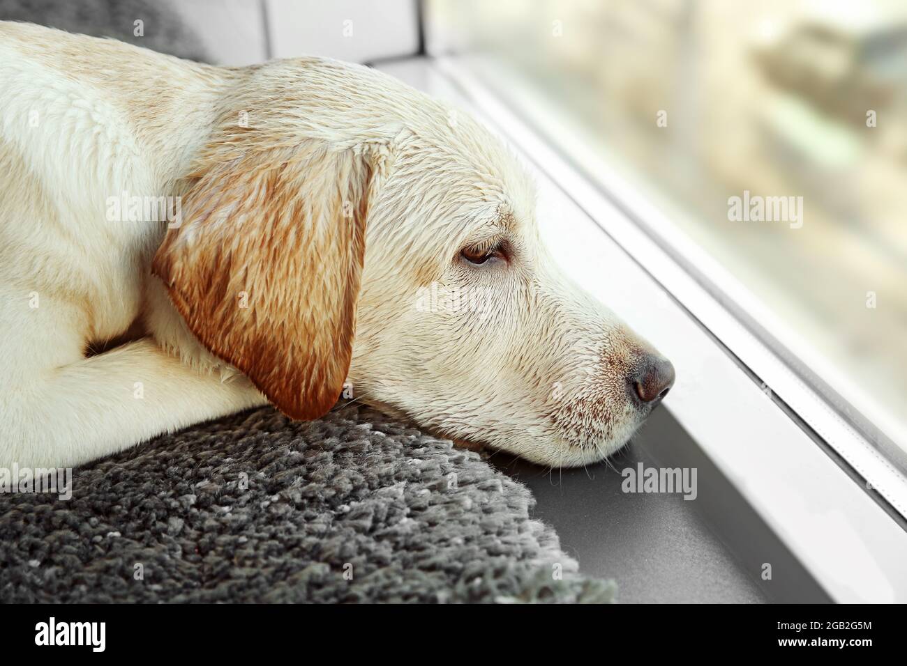 Wet Labrador dog looking out window inside the house Stock Photo - Alamy