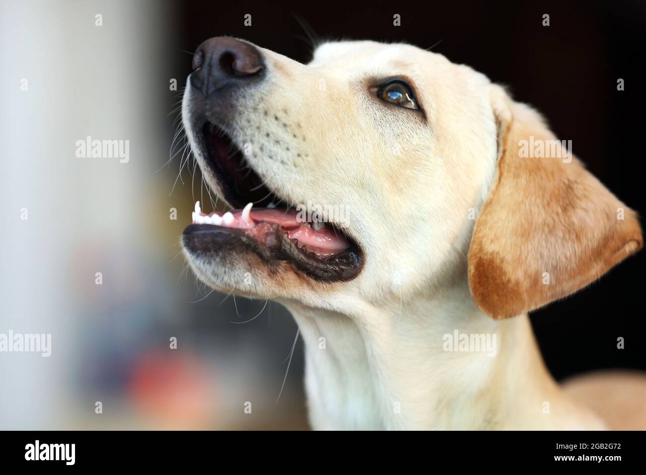 Labrador dog's head with open mouth on unfocused background, closeup ...