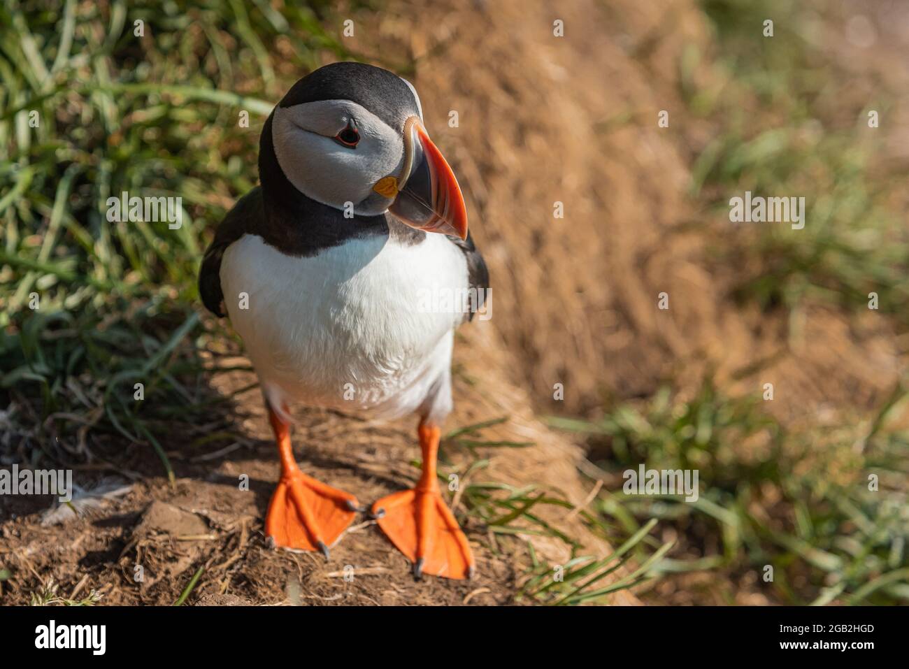 Side portrait of an icelandic puffin shot on the north of iceland on a ...