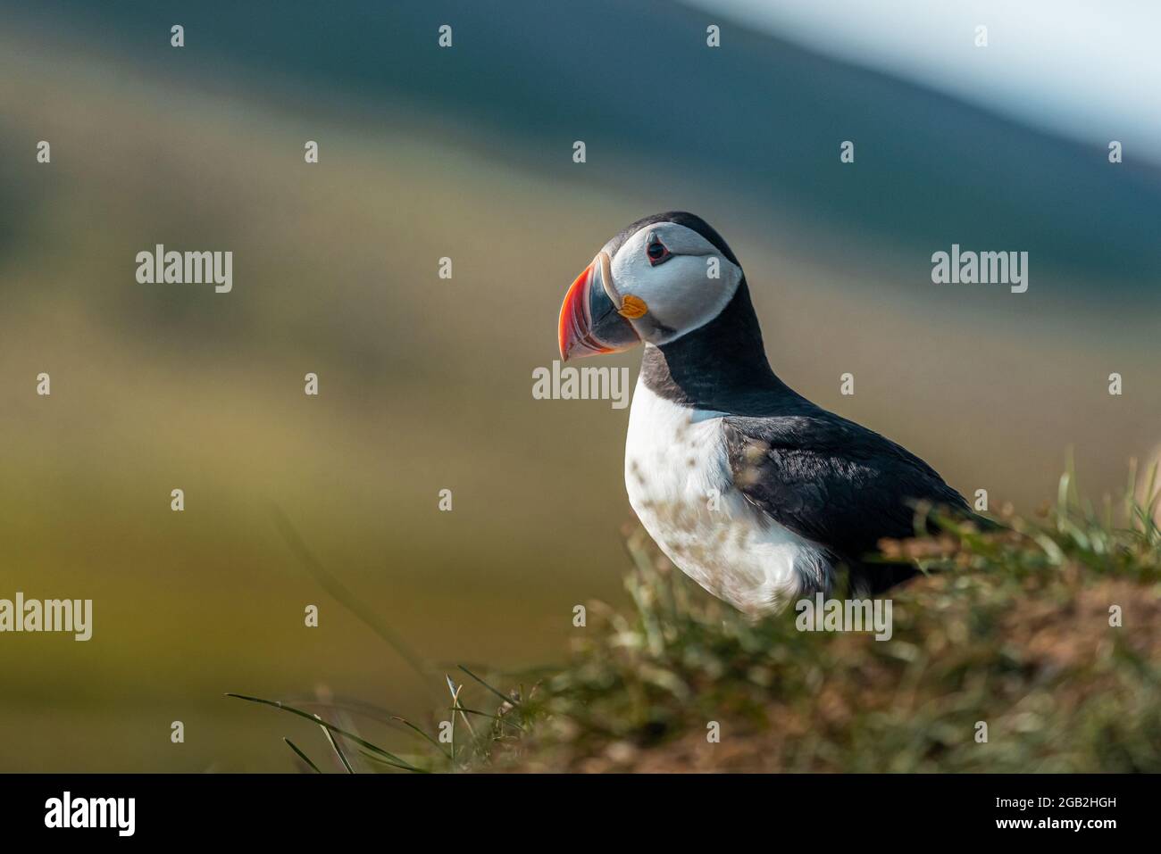 Side portrait of an icelandic puffin shot on the north of iceland on a ...