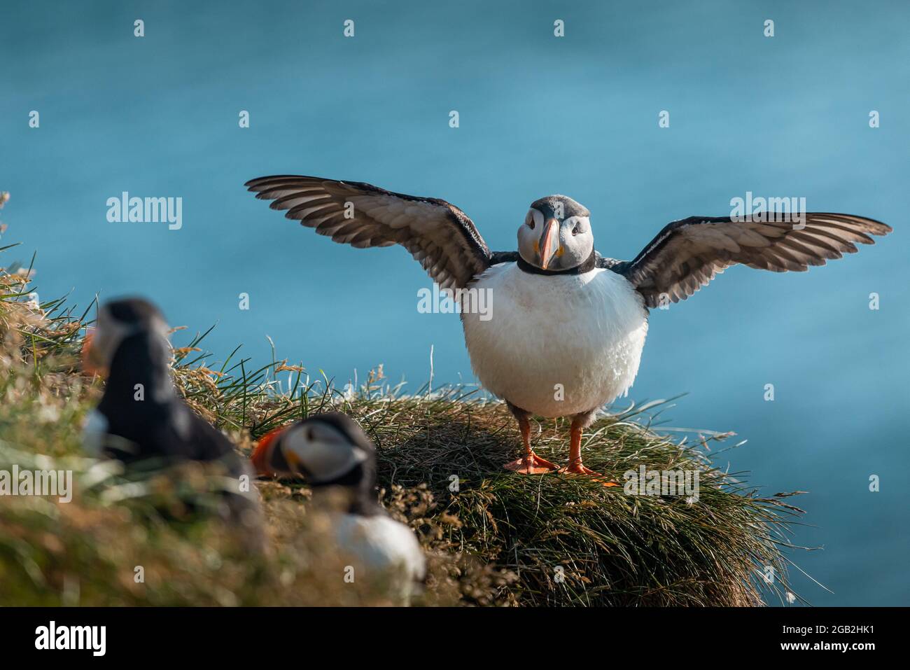 Cute puffin from iceland on a sunny day starting to flap his wings and ...