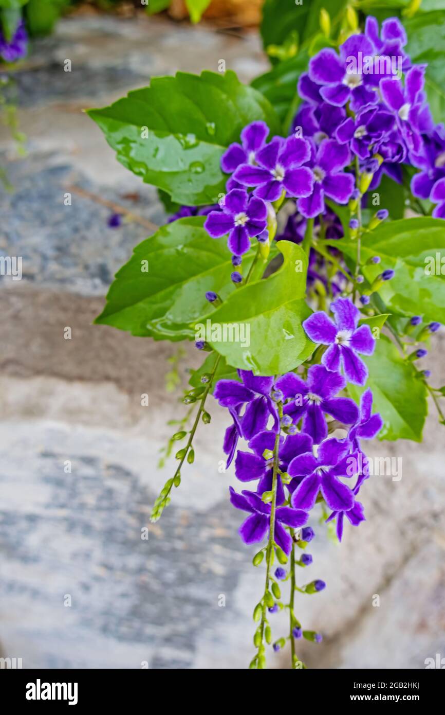 Blue sky flower duranta blooming hi-res stock photography and images ...