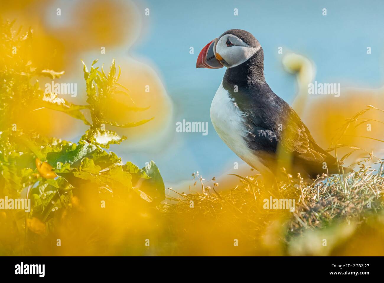 Colorful portrait of a beautiful puffin bird from Iceland, shot on a ...