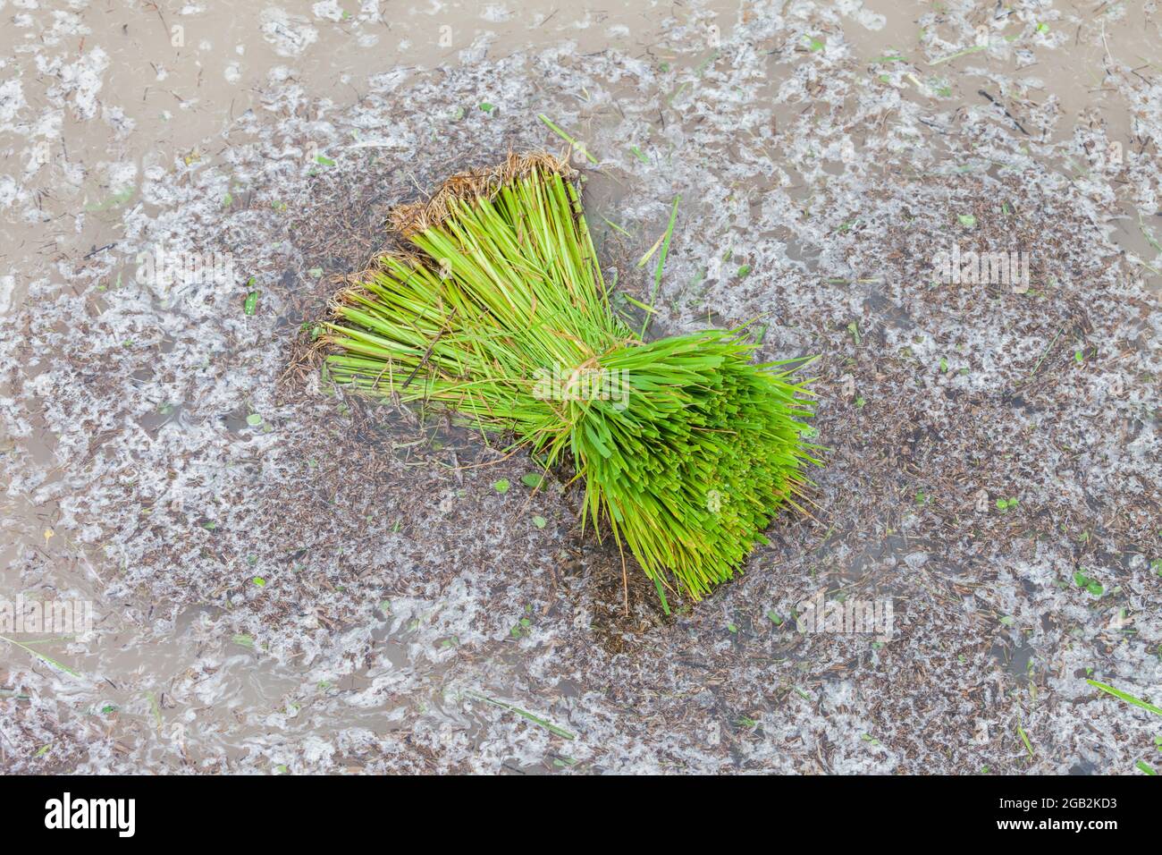 Young rice seedling preparation to plant in orderly rows, Thailand ...