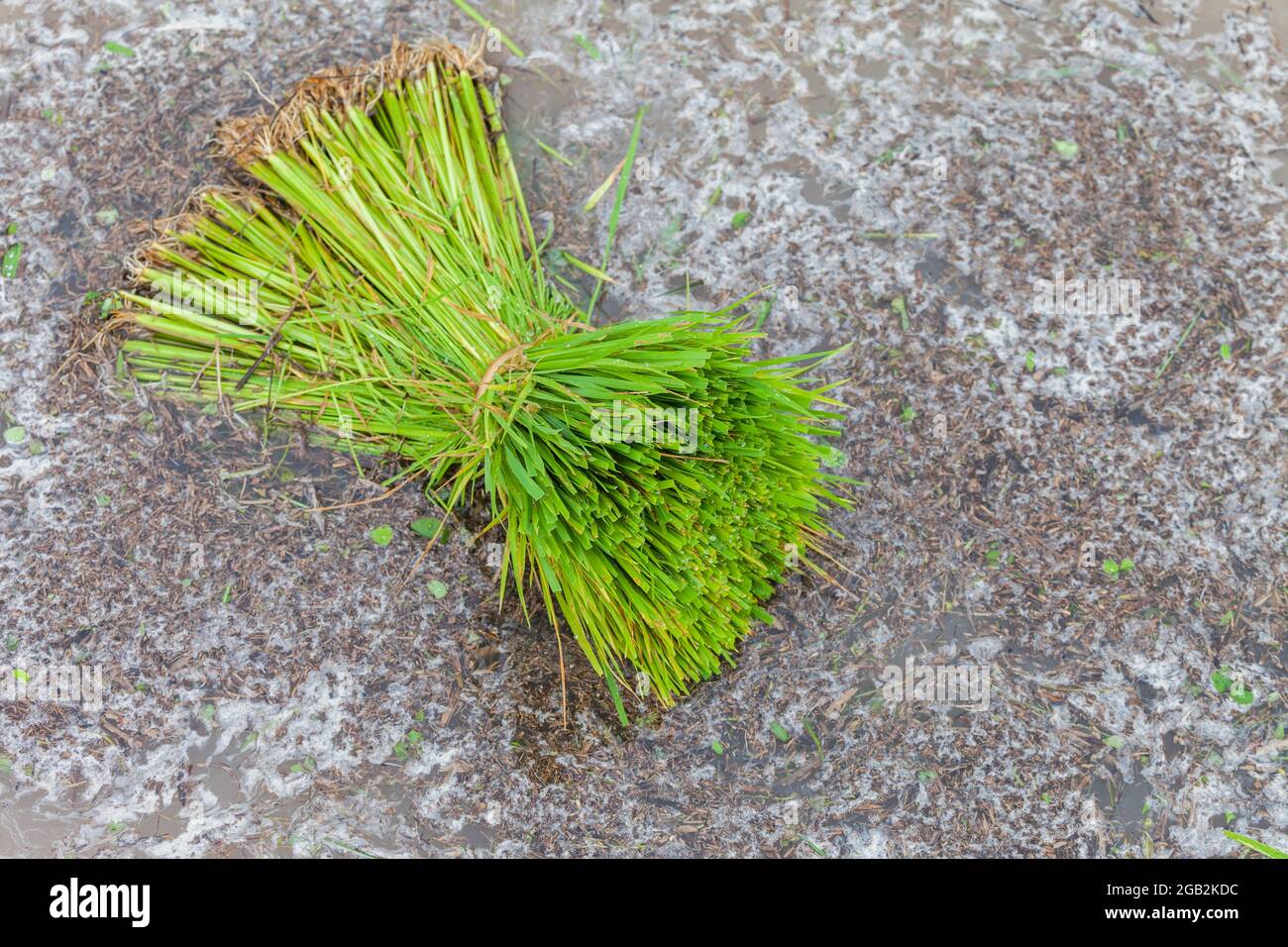 Young rice seedling preparation to plant in orderly rows, Thailand ...