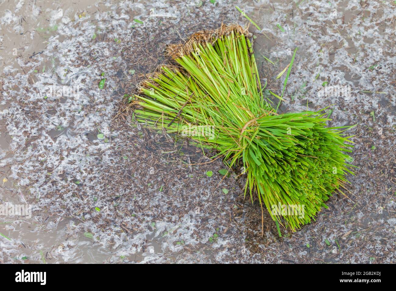 Rice cultivation preparation hi-res stock photography and images - Alamy