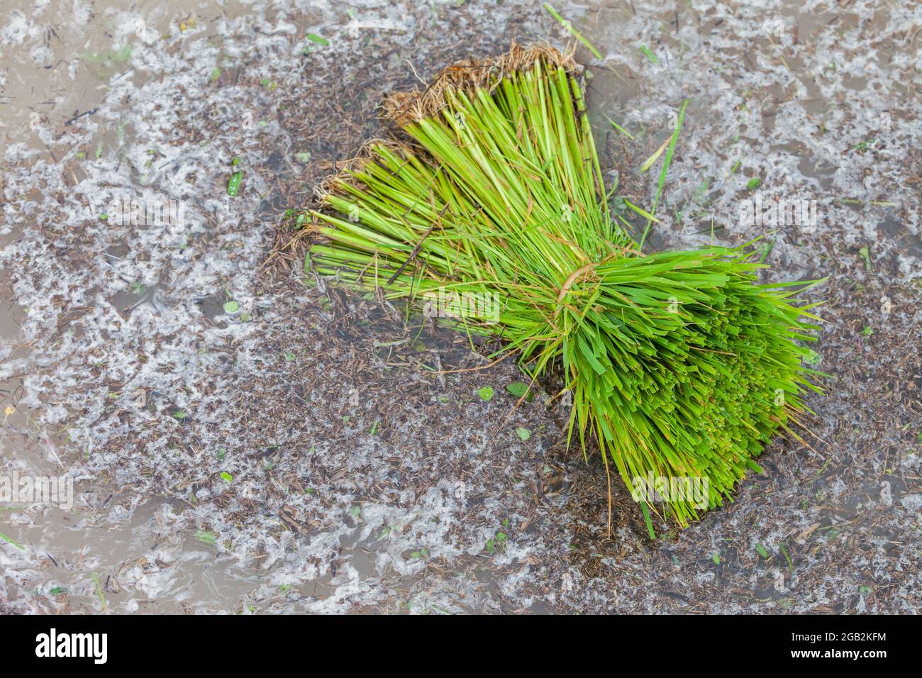 Young rice seedling preparation to plant in orderly rows, Thailand ...