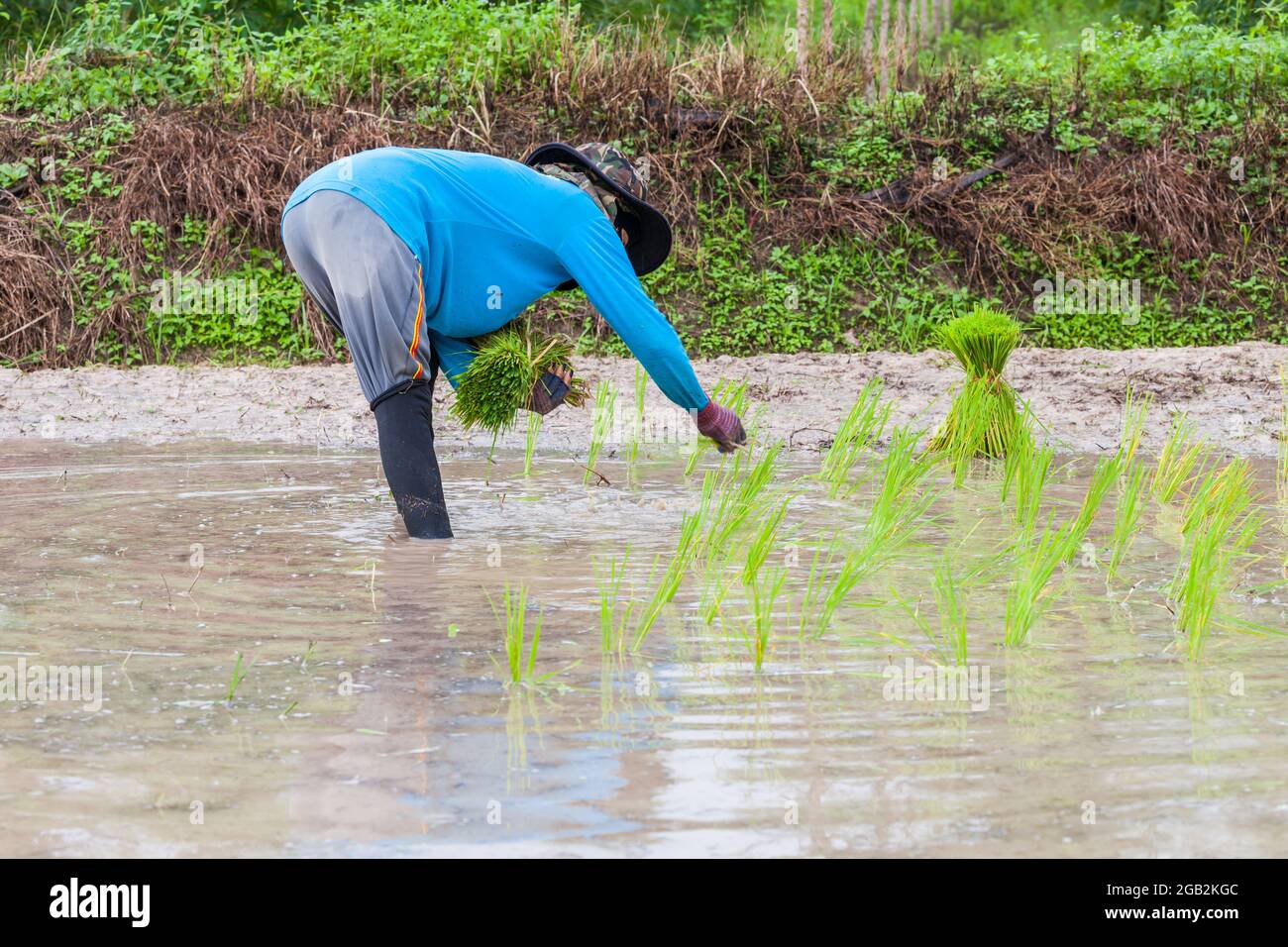 Thai farmer planting on the paddy rice farmland Stock Photo - Alamy