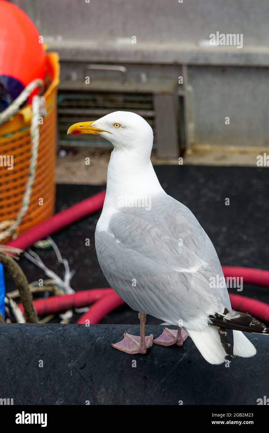 Seagull, Saint-Vaast la Hougue harbor, Manche department, Cotentin ...