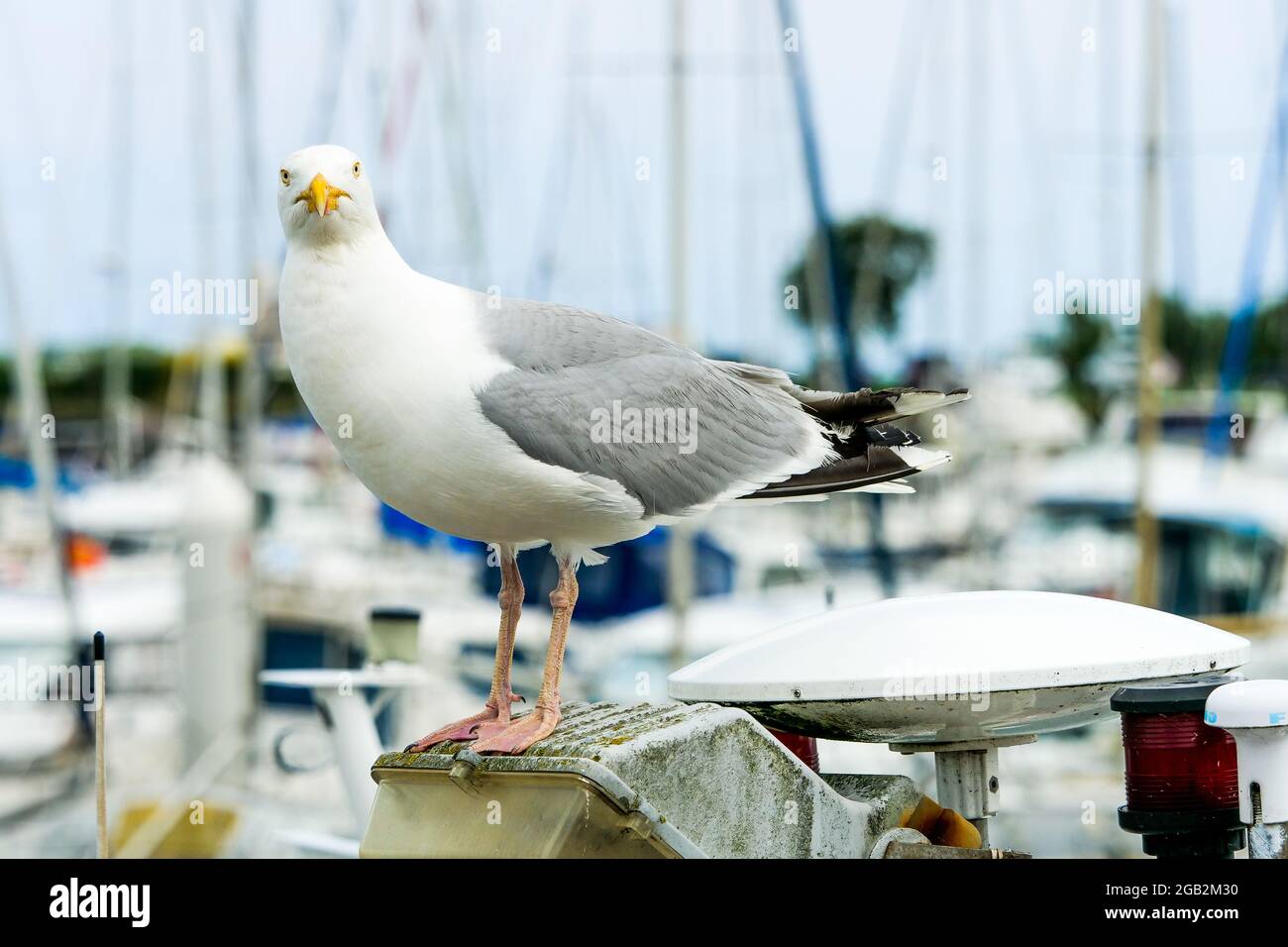 Seagull, Saint-Vaast la Hougue harbor, Manche department, Cotentin ...