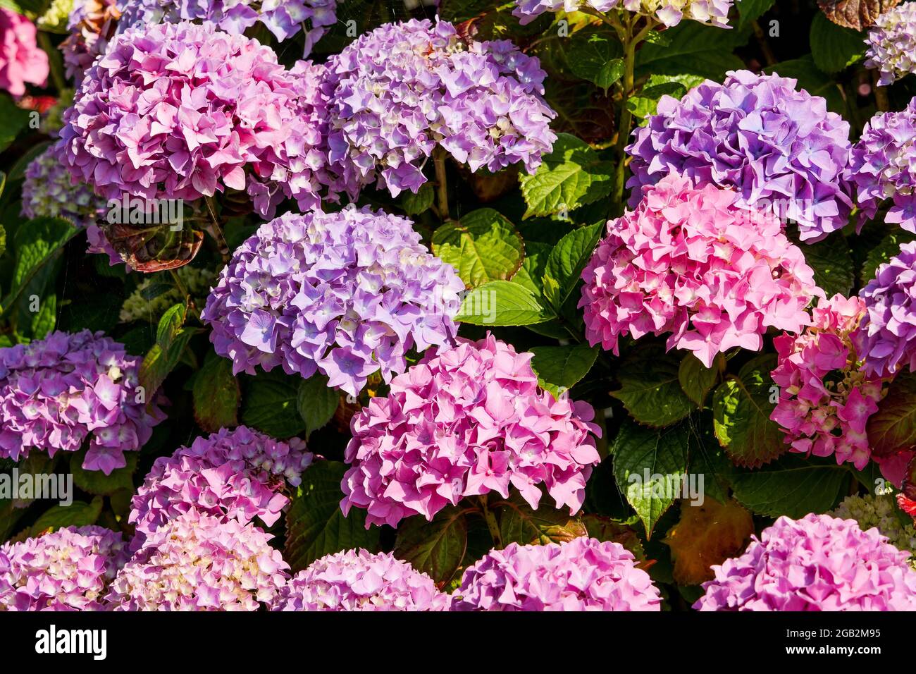 Hydrangea, Réville, Manche department, Cotentin, Normandy, France Stock ...