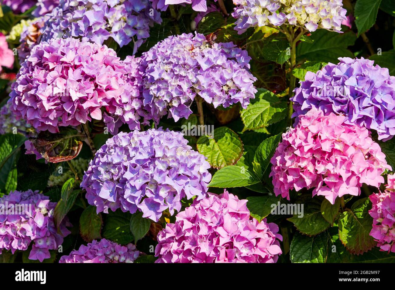 Hydrangea, Réville, Manche department, Cotentin, Normandy, France Stock ...