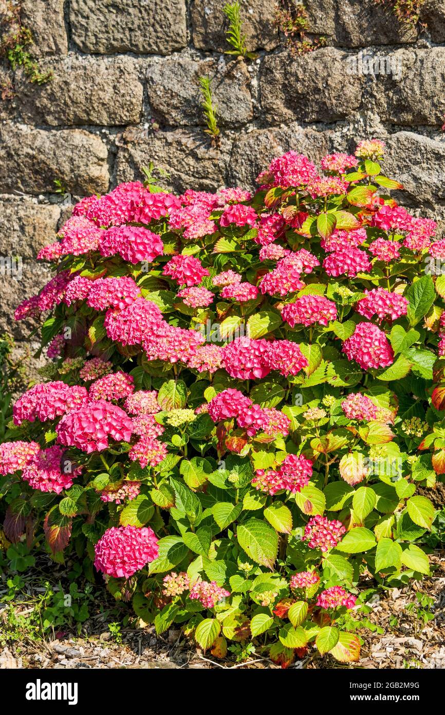 Hydrangea, Réville, Manche department, Cotentin, Normandy, France Stock ...