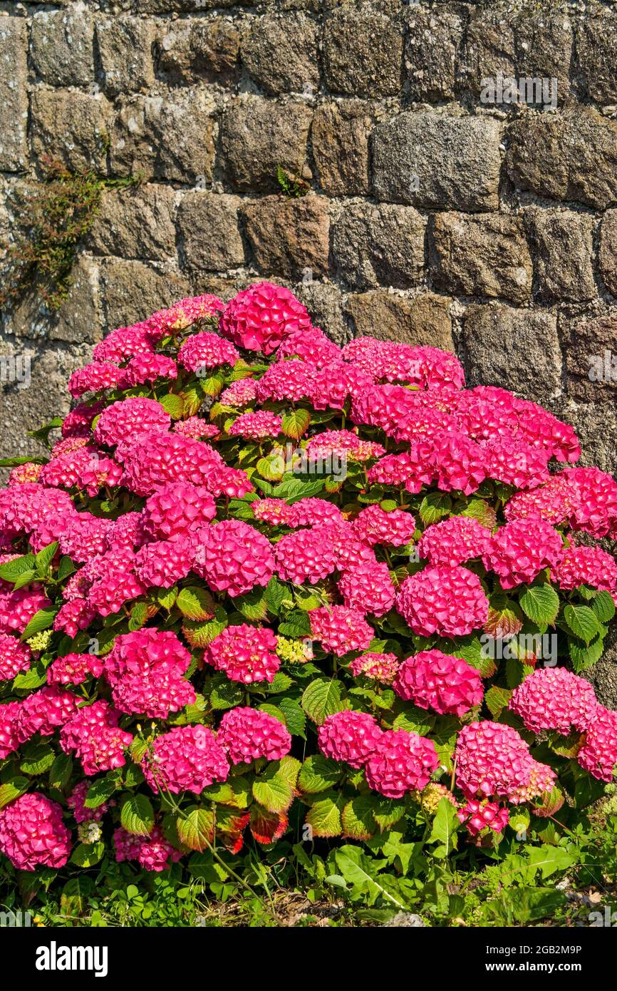 Hydrangea, Réville, Manche department, Cotentin, Normandy, France Stock ...